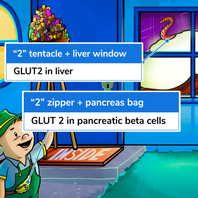 How to Remember Everything About Insulin with Sketchy MCAT