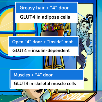 How to Remember Everything About Insulin with Sketchy MCAT